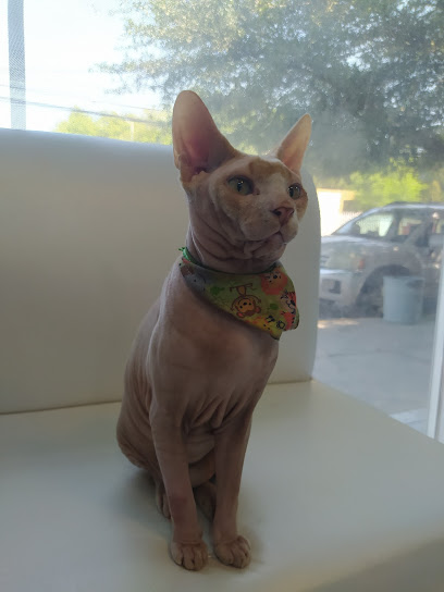 Veterinaria HAPPY CAT VETERINARIA en Monterrey - Directorio de ...