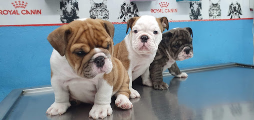 Veterinaria VETERINARIA ALFA - K9 en Ecatepec - Directorio de ...