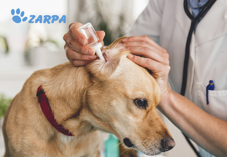 Síntomas y tratamiento de la infección del oído del perro - Directorio ...